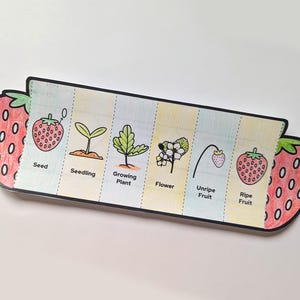 Strawberry Life Cycle Foldable | Preschool Coloring Activity (digital ...