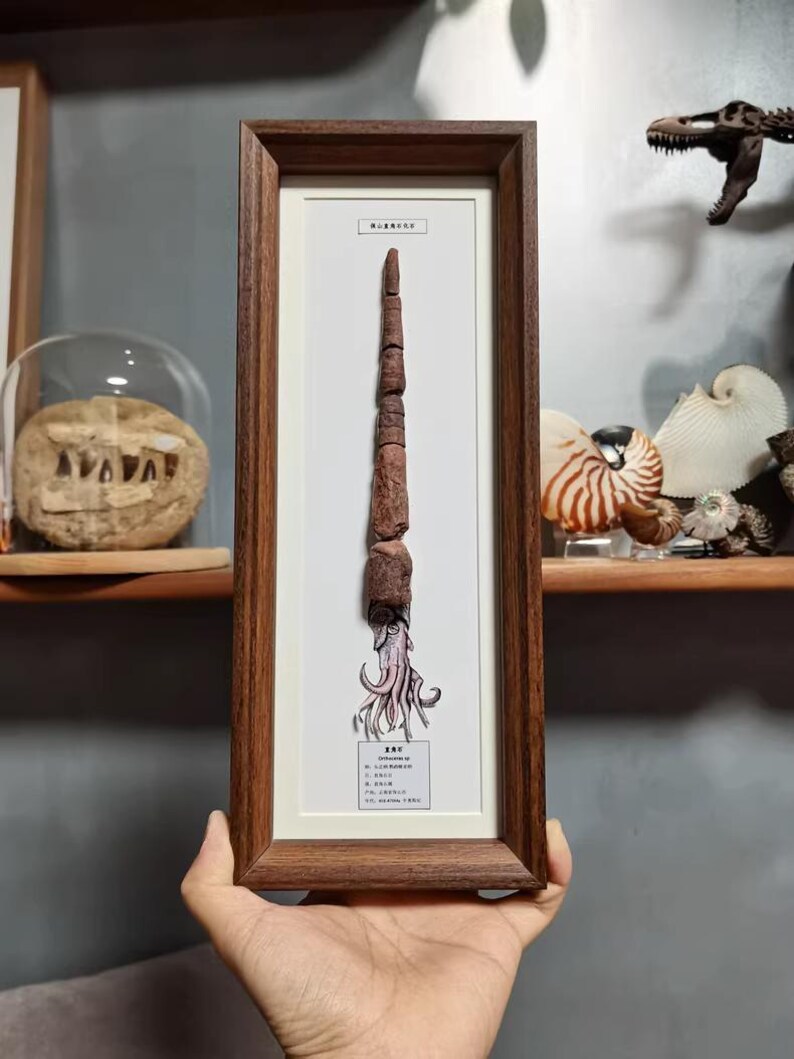 Extra-long Orthoceras Fossil Display Frame, Straight Cephalopod With ...