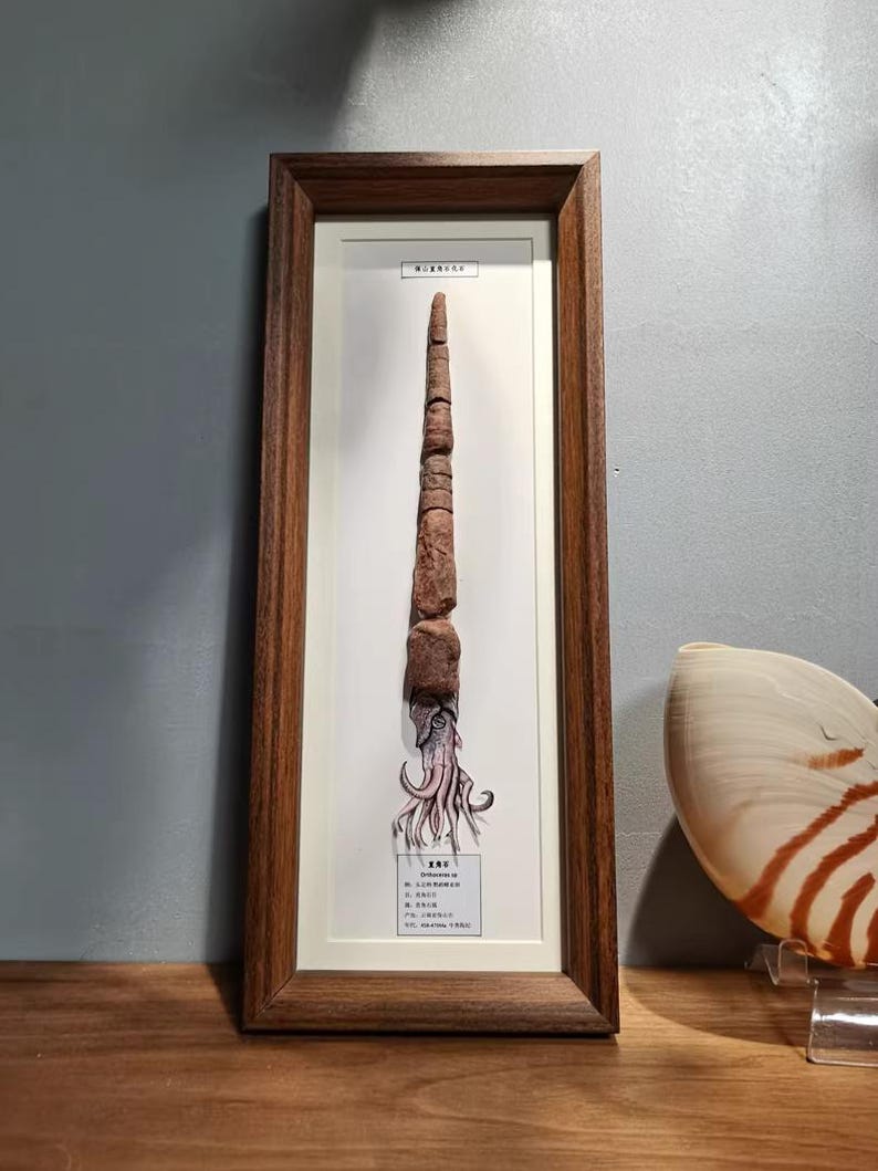 Extra-long Orthoceras Fossil Display Frame, Straight Cephalopod With ...