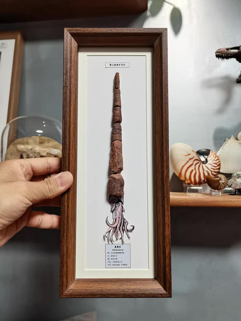 Extra-long Orthoceras Fossil Display Frame, Straight Cephalopod With ...