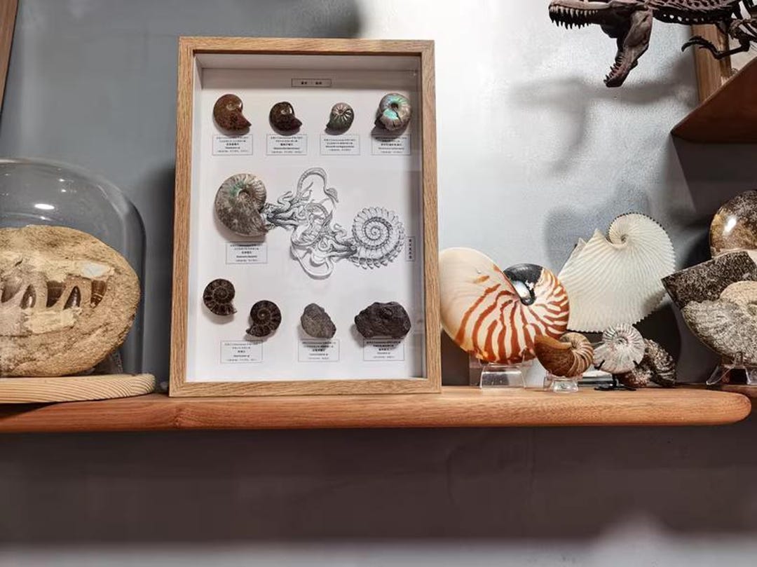 Natural Ammonite Fossil Frame - Iridescent Specimen With 3D Paper ...