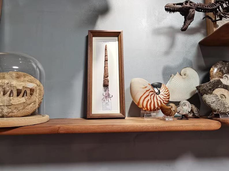 Extra-long Orthoceras Fossil Display Frame, Straight Cephalopod With ...