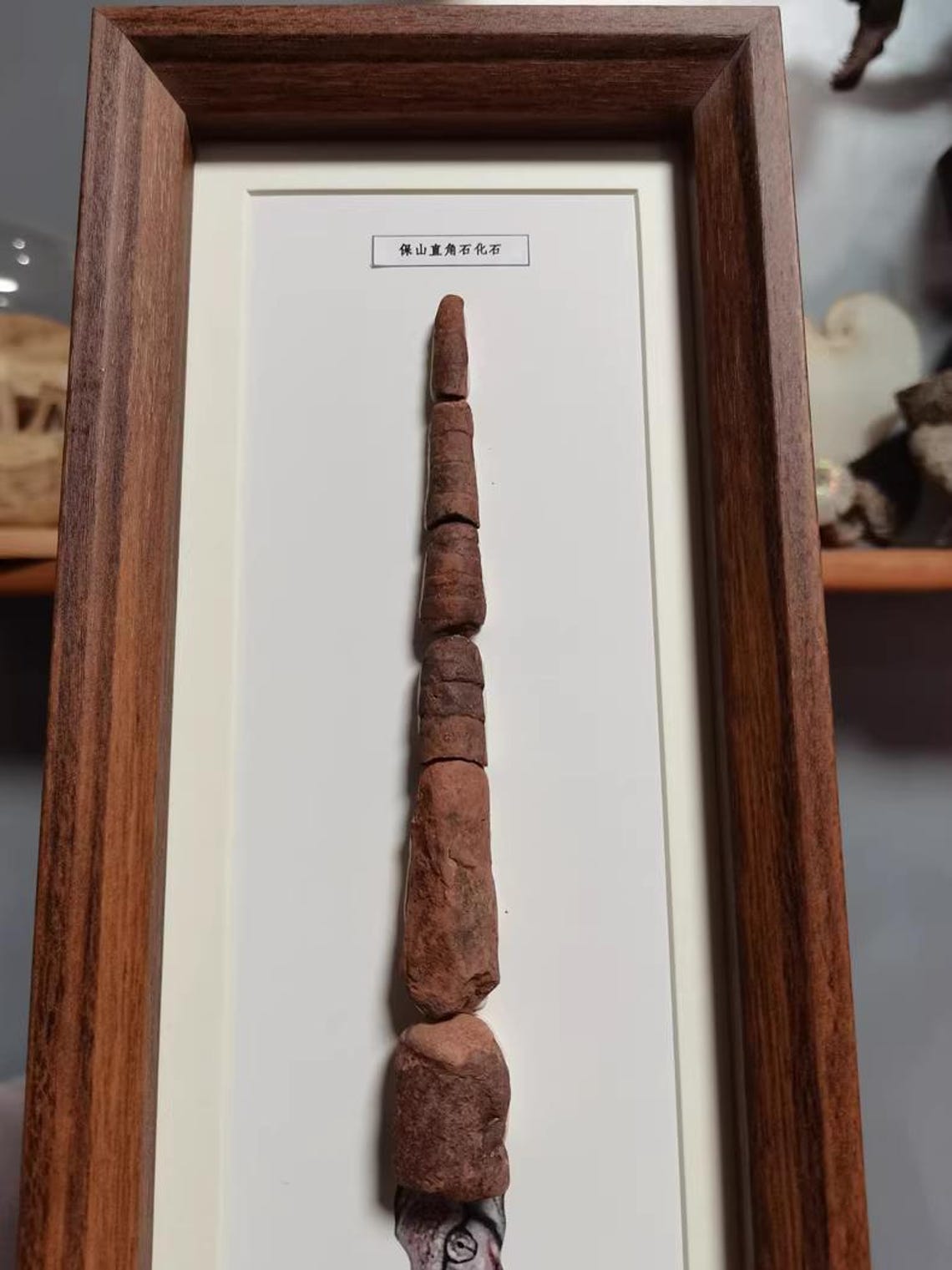 Extra-long Orthoceras Fossil Display Frame, Straight Cephalopod With ...