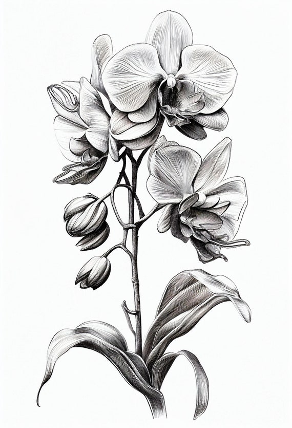 Orchid Drawing