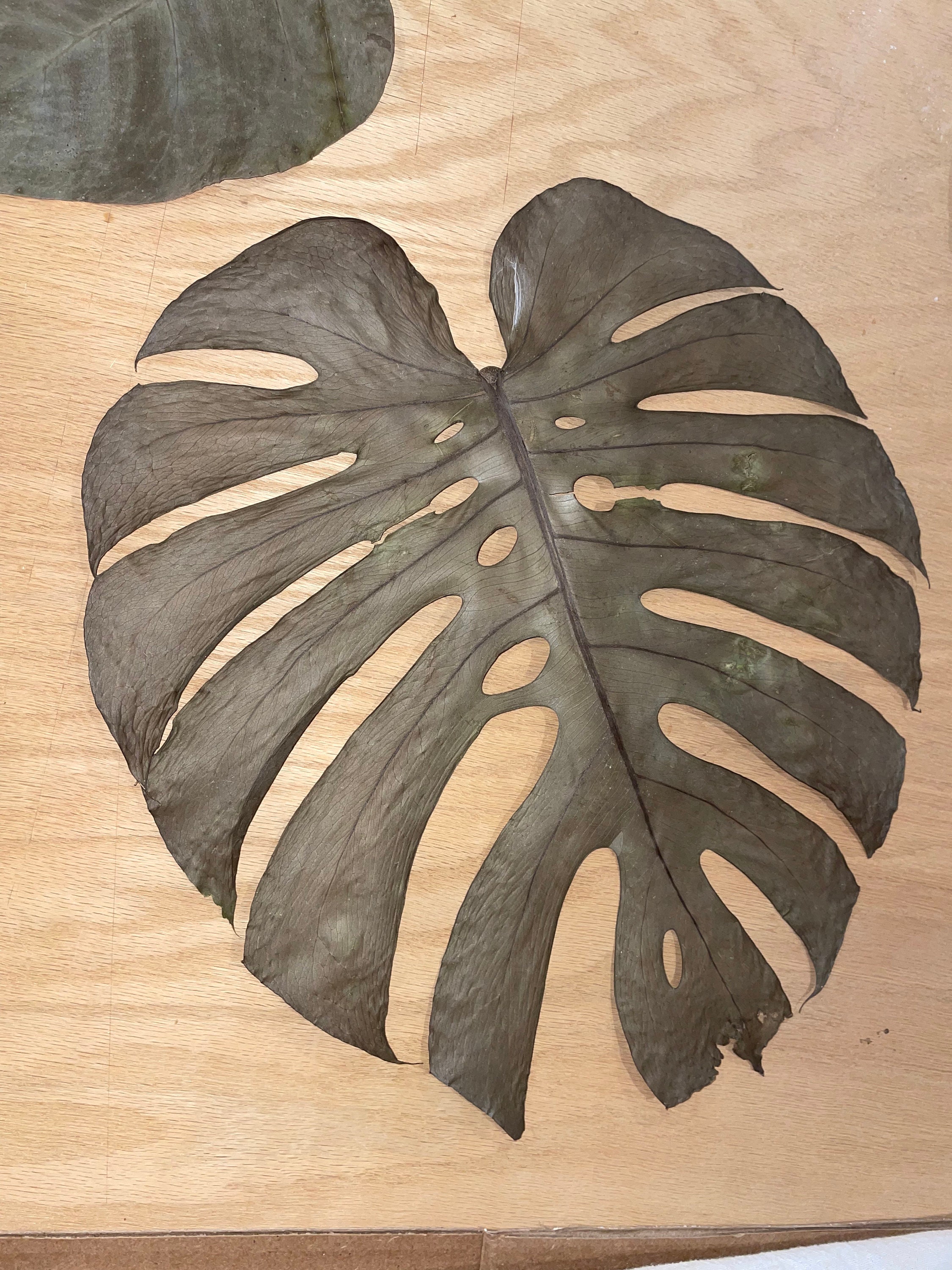 Botanical Pressed Leaves - Etsy