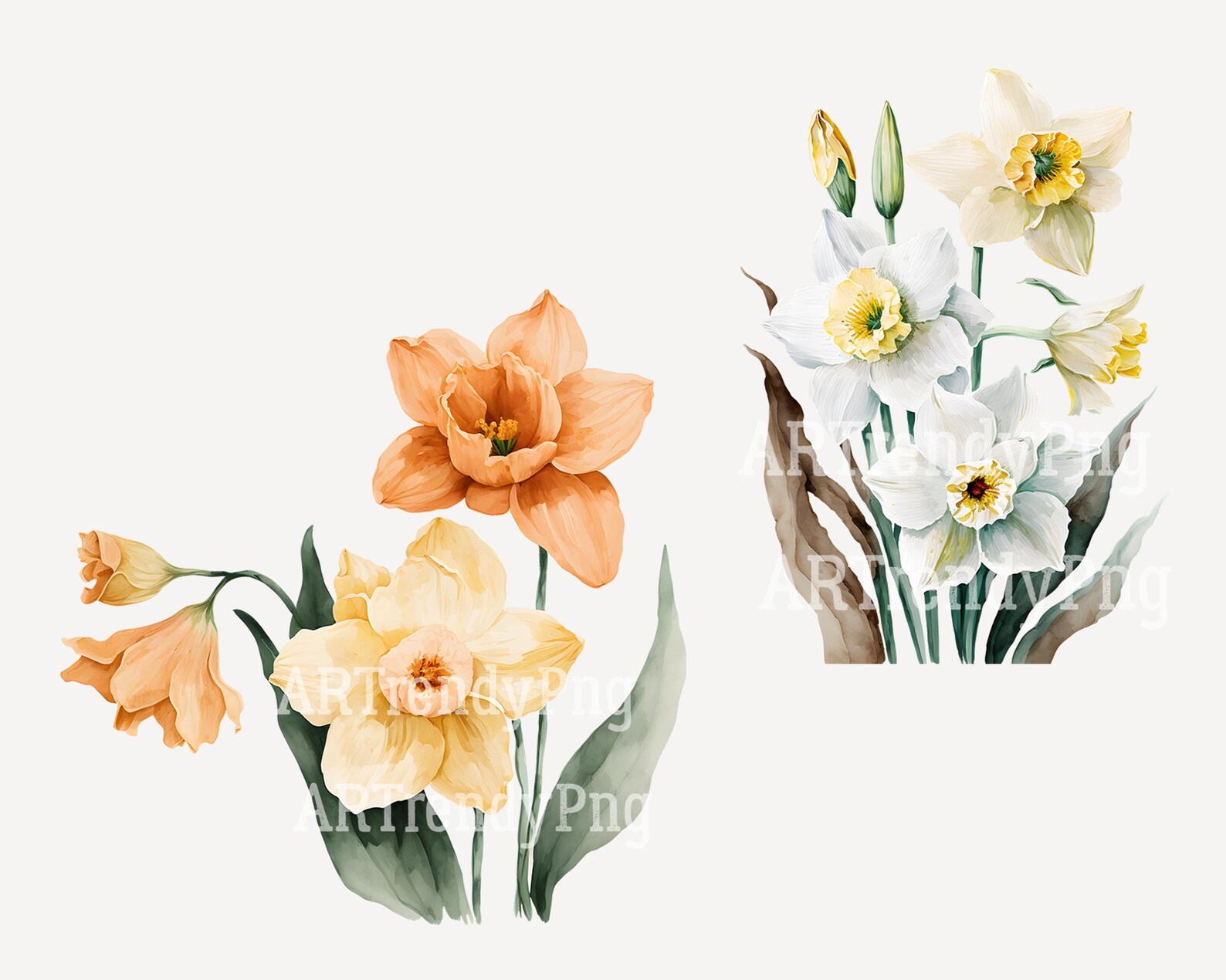 Watercolor Daffodil Clipart Png Spring Flowers Digital Image Downloads ...