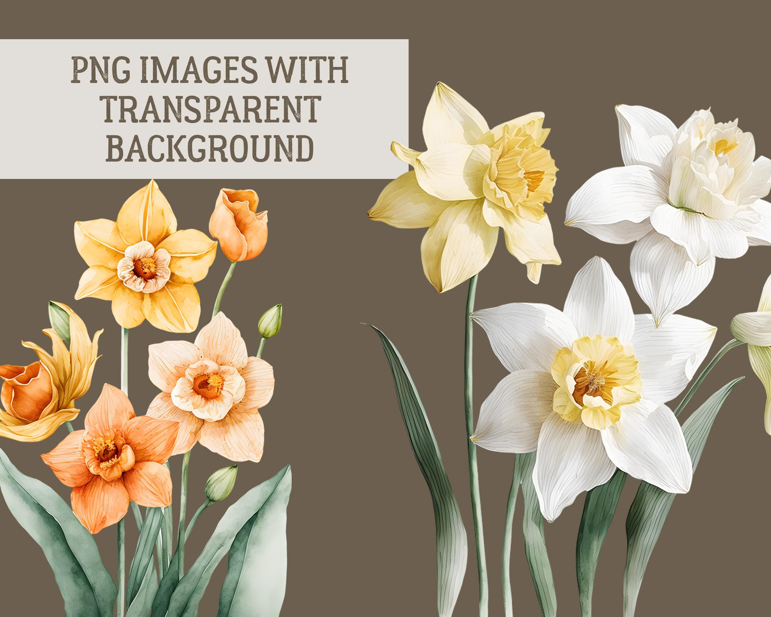 Watercolor Daffodil Clipart Png Spring Flowers Digital Image Downloads ...
