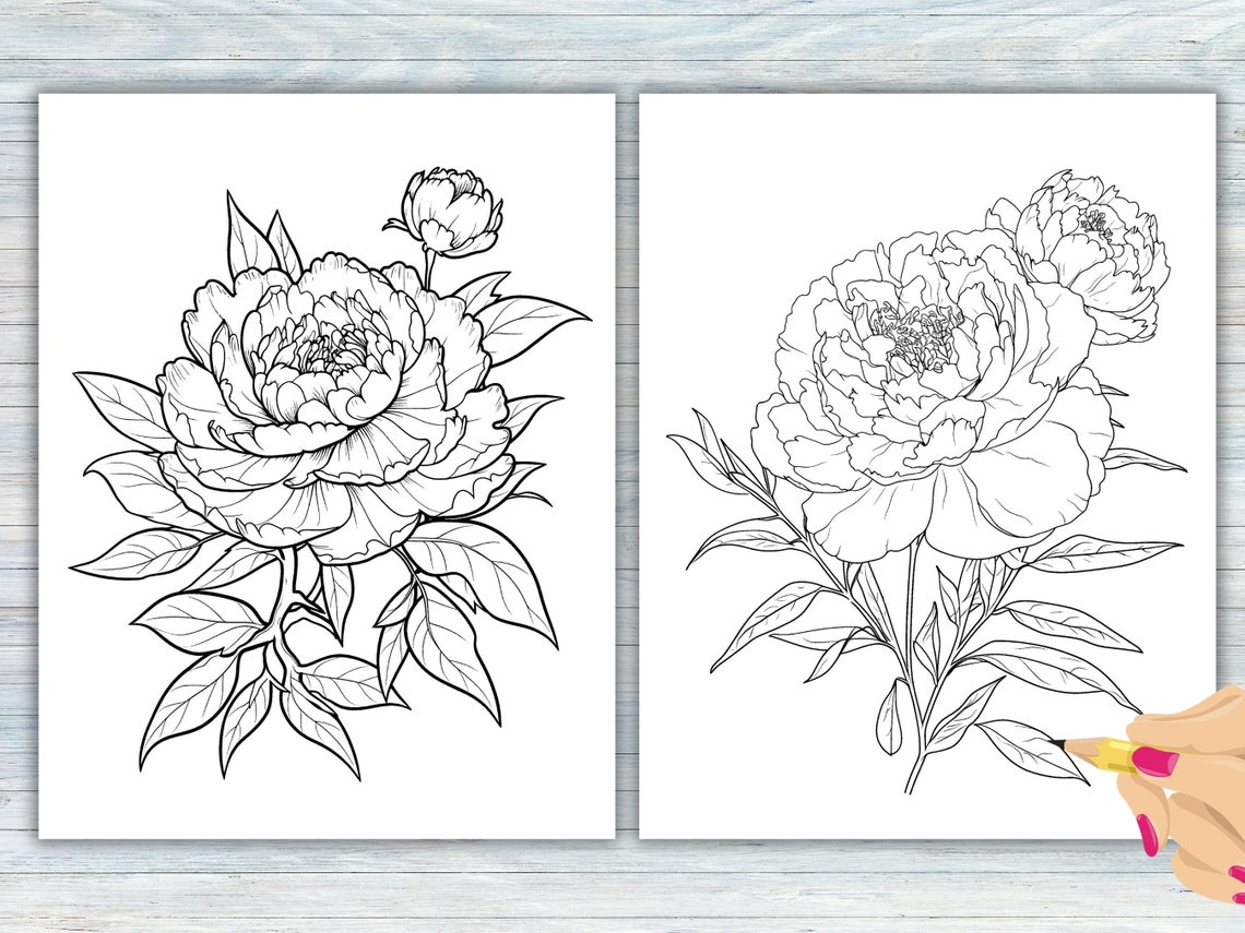 Peony Coloring Page, 5 Printable Pages, Flower Coloring Pages, Floral ...