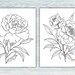 Peony Coloring Page, 5 Printable Pages, Flower Coloring Pages, Floral ...