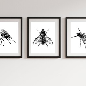 Fly Print Set, Insect Wall Art, Home Decor (digital Download) - Etsy