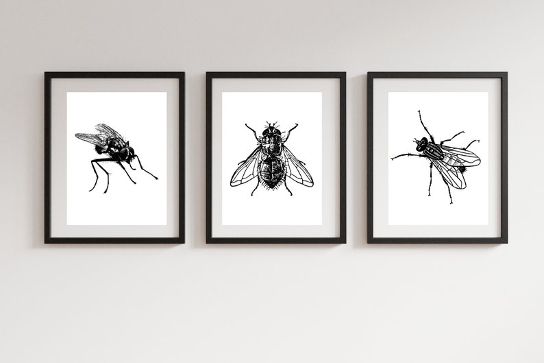 Fly Print Set, Fly Wall Art, Fly Wall Art Digital Download, Fly Wall ...