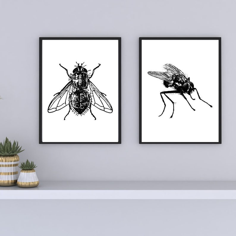 Fly Print Set, Fly Wall Art, Fly Wall Art Digital Download, Fly Wall ...