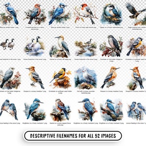Winter Birds Watercolor Clipart Bundle 52 Transparent PNG Images, High ...