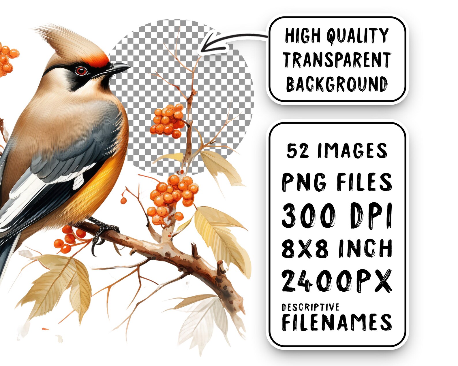 Winter Birds Watercolor Clipart Bundle 52 Transparent PNG Images, High ...