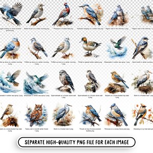 Winter Birds Watercolor Clipart Bundle 52 Transparent PNG Images, High ...