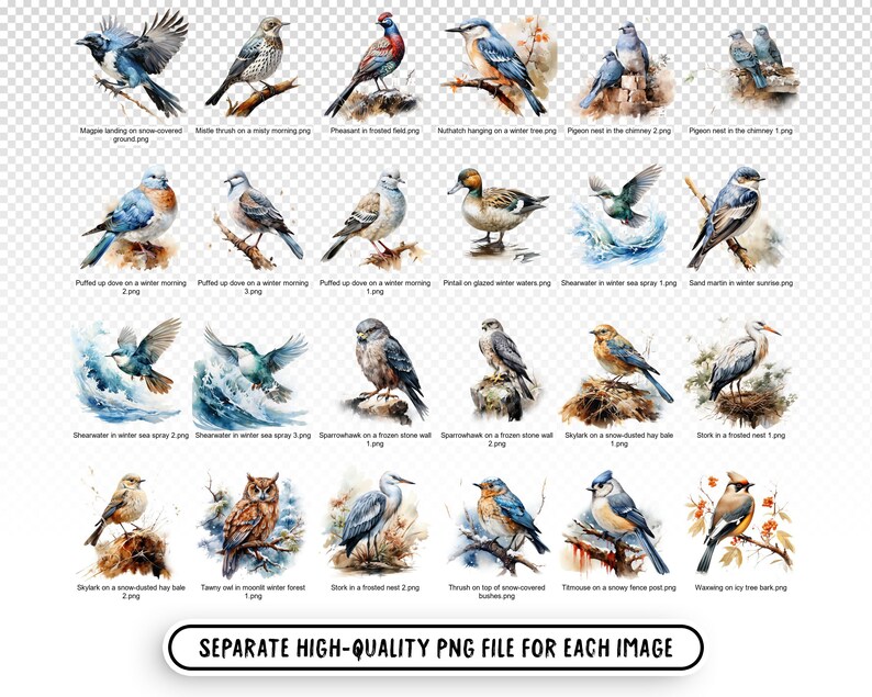 Winter Birds Watercolor Clipart Bundle 52 Transparent PNG Images, High ...