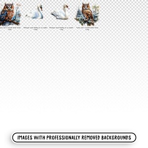 Winter Birds Watercolor Clipart Bundle 52 Transparent PNG Images, High ...