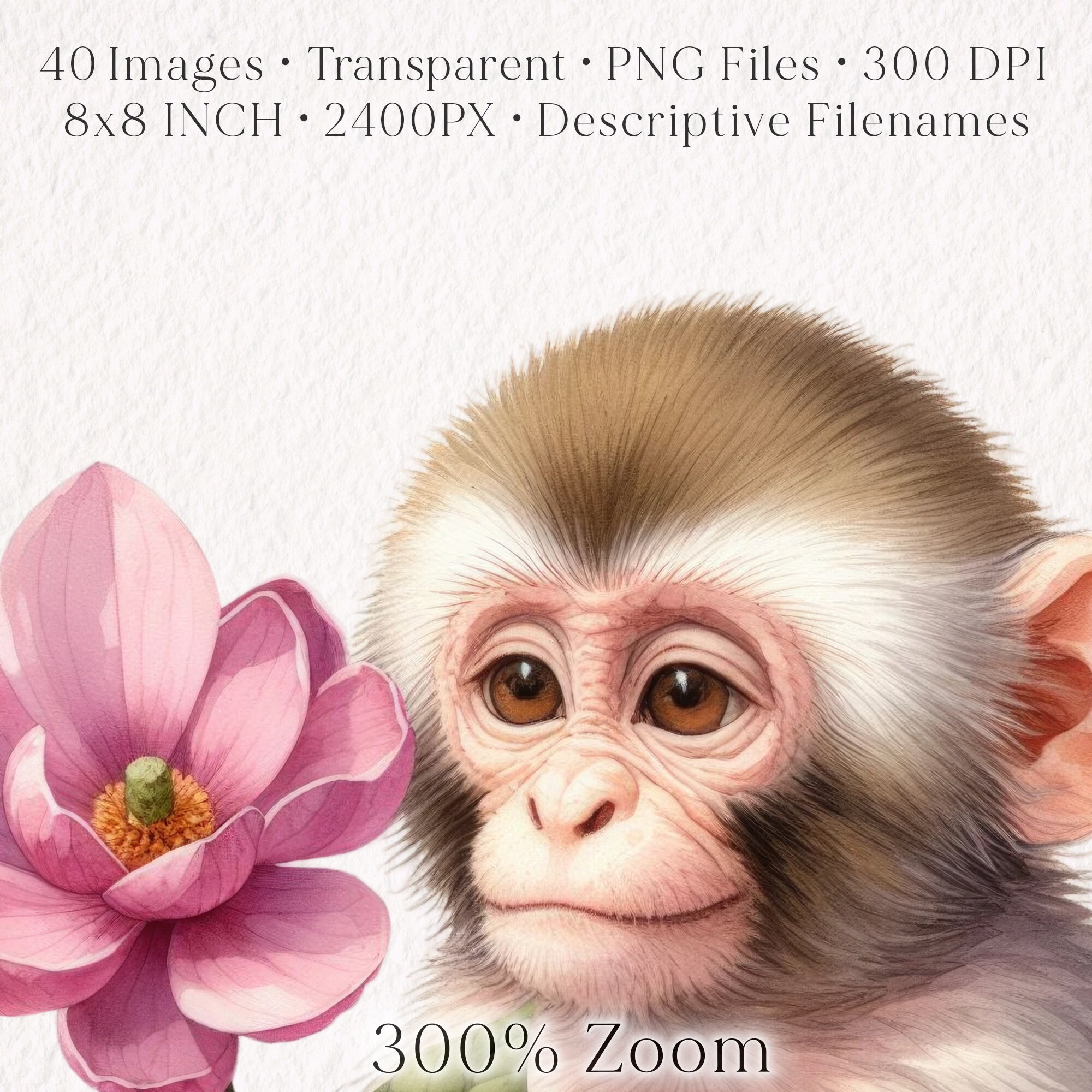 Monkey Flower Watercolor Clipart Bundle 40 HQ Transparent Pngs for ...
