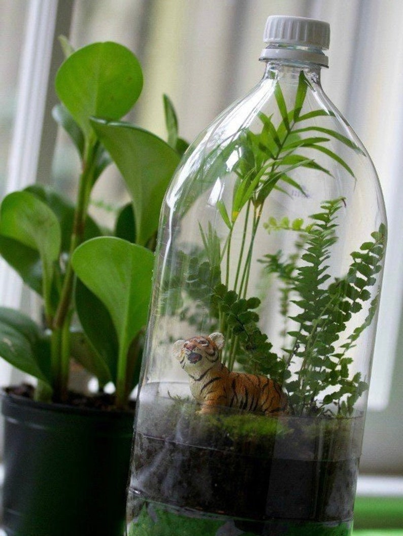 DIY Build a Bottle Ecosystem Science Project - Step by Step Building ...