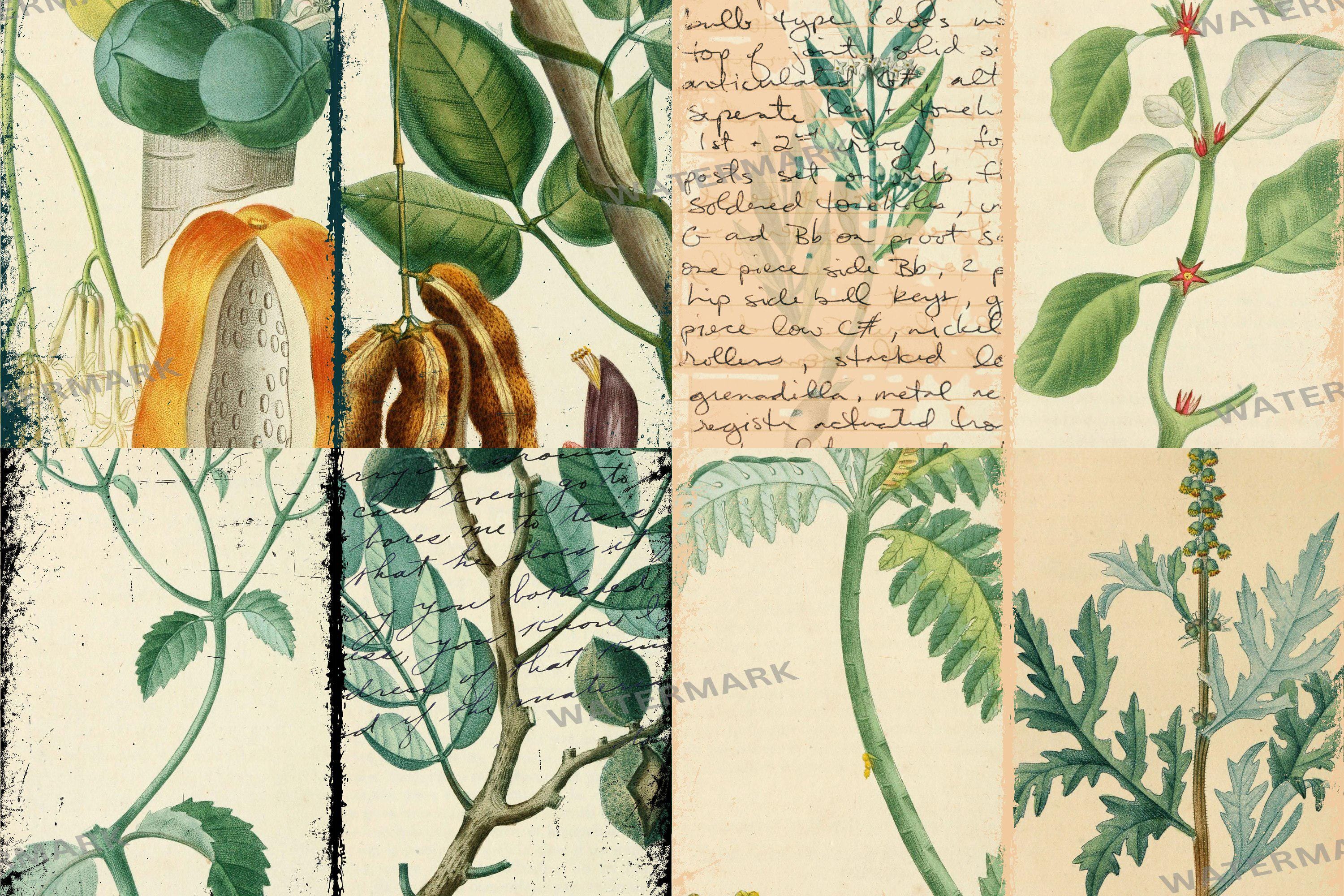 Botanical Junk Journal Kit - Botany Sheets - Printable Paper Pack ...