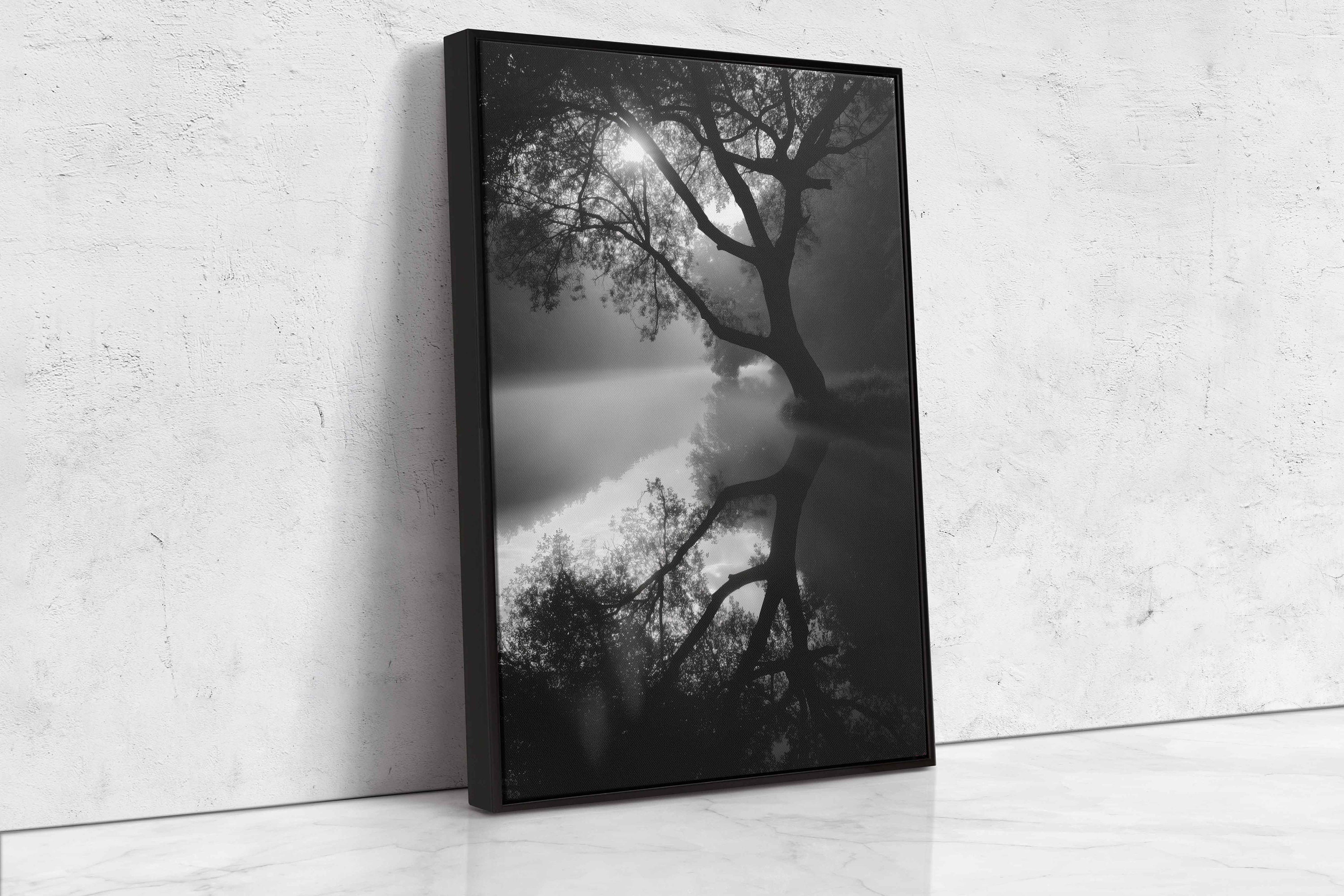 Tree Overhanging Lake Edge With Sun Shining Through Branches Wall Art ...