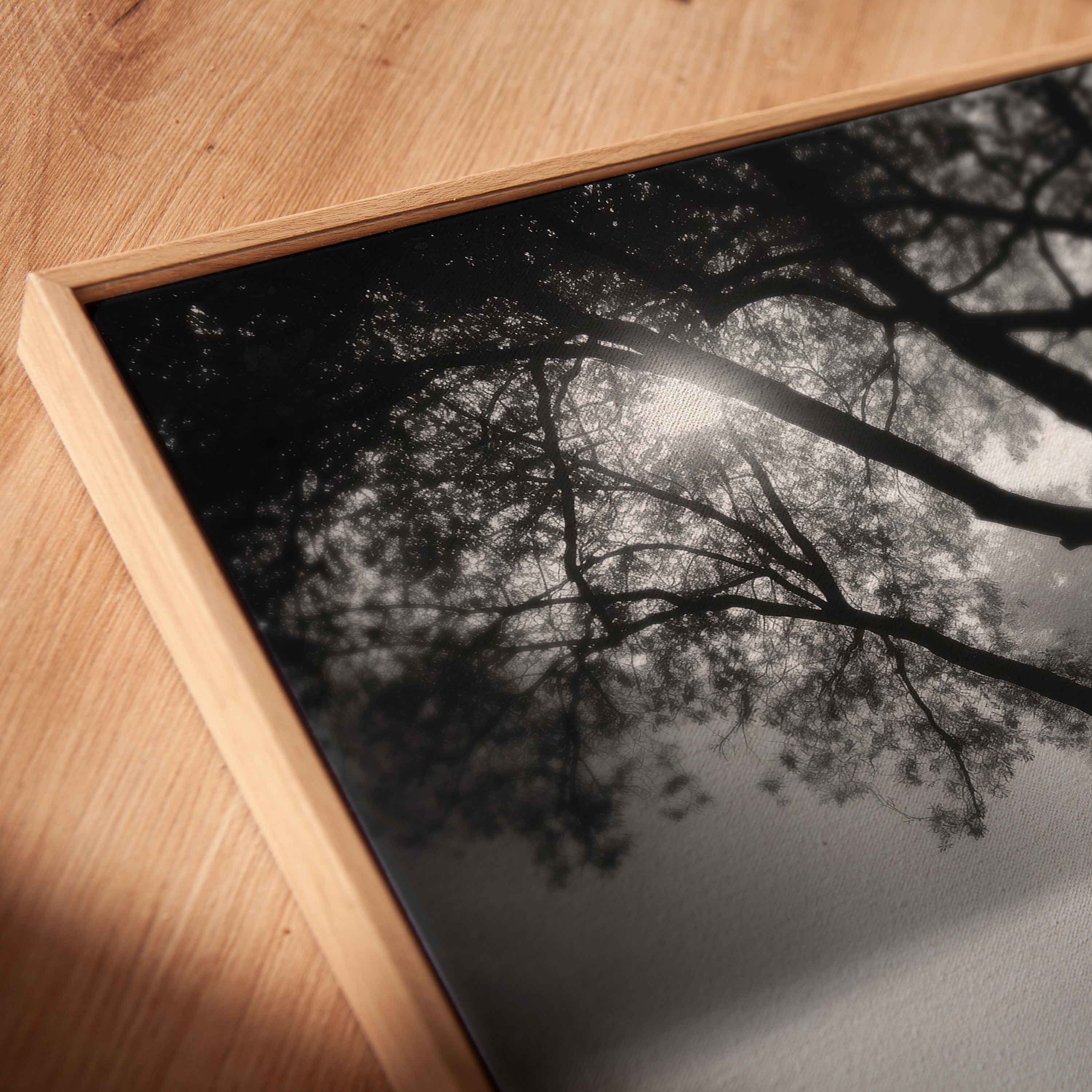 Tree Overhanging Lake Edge With Sun Shining Through Branches Wall Art ...