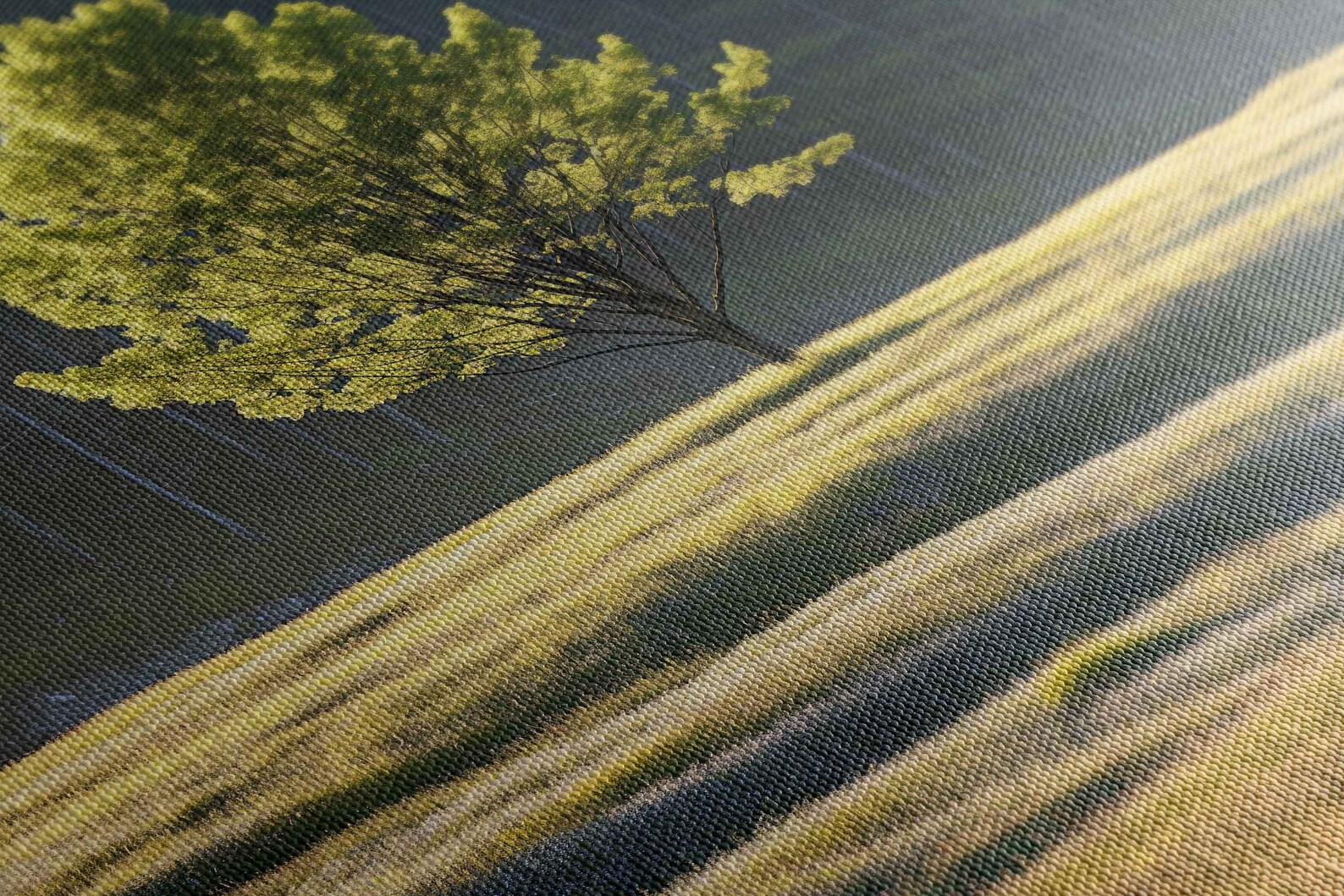 Lone Tree in the Middle of Barren Field With Forest Backdrop Wall Art ...