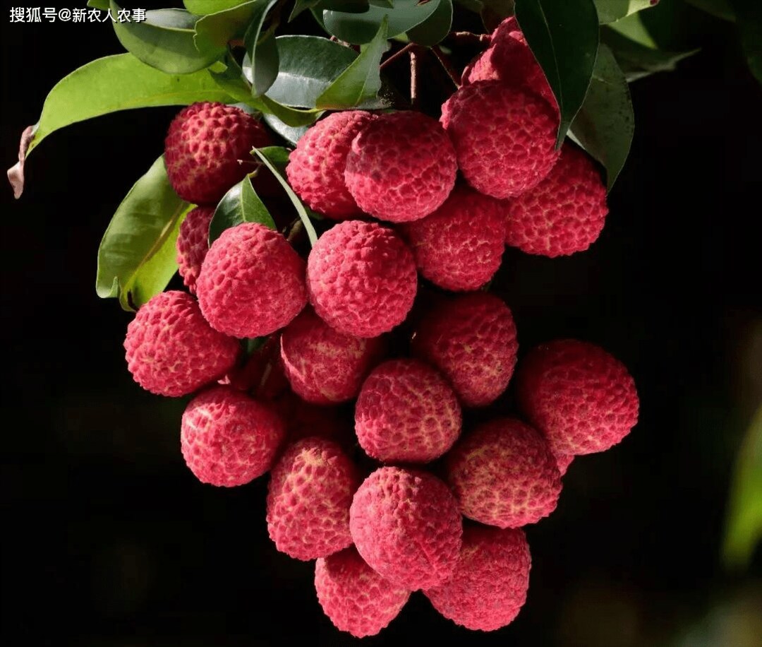 4 Years Old 3 4 Feet Tall Grafted Lychee Litchi Live Plant Etsy 4-years-old-3-4-feet-tall-grafted-lychee-litchi-live-plant-etsy
