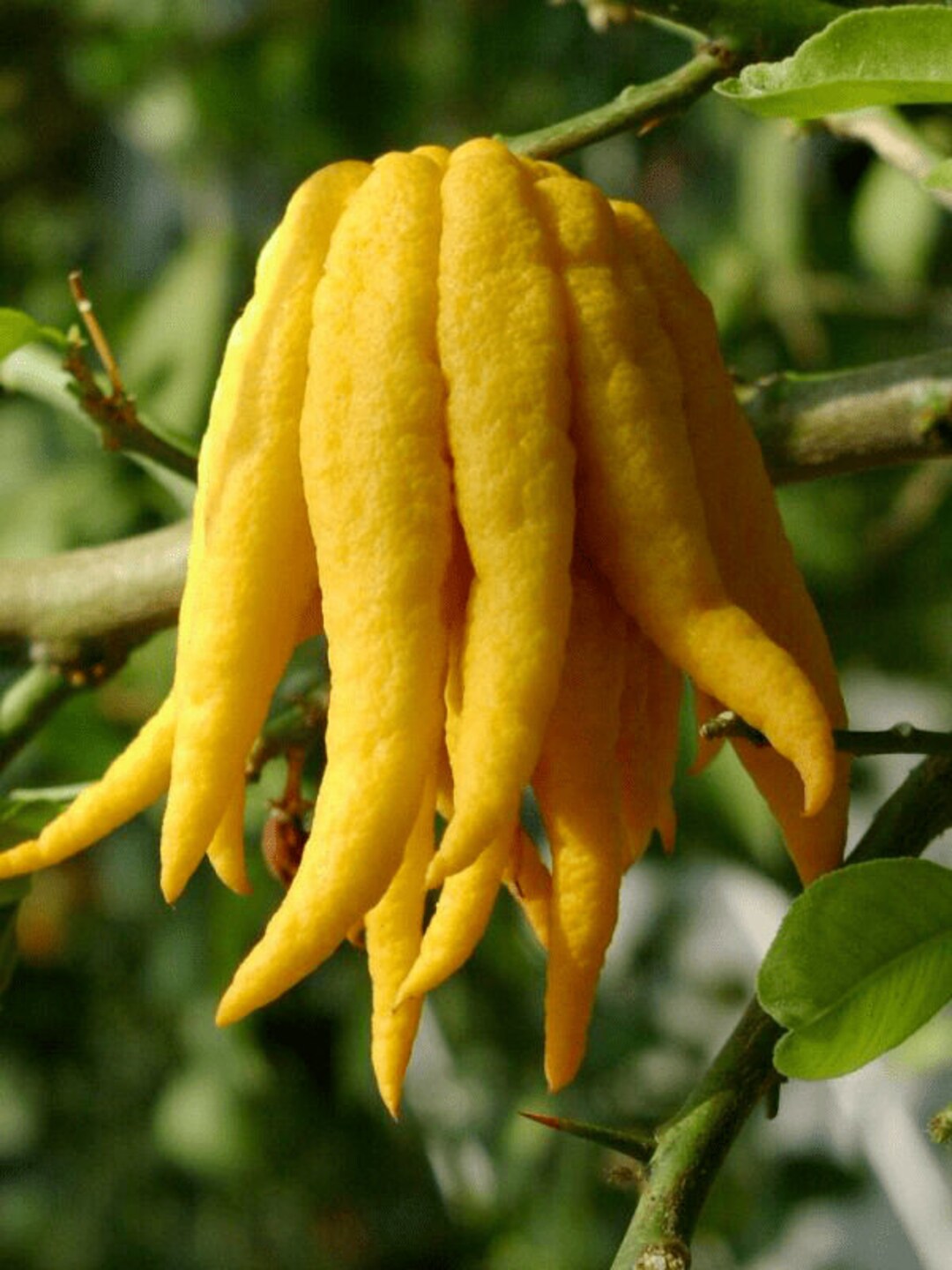 Buddha's Hand Citron Tree. 1824 Tall. Air - Etsy