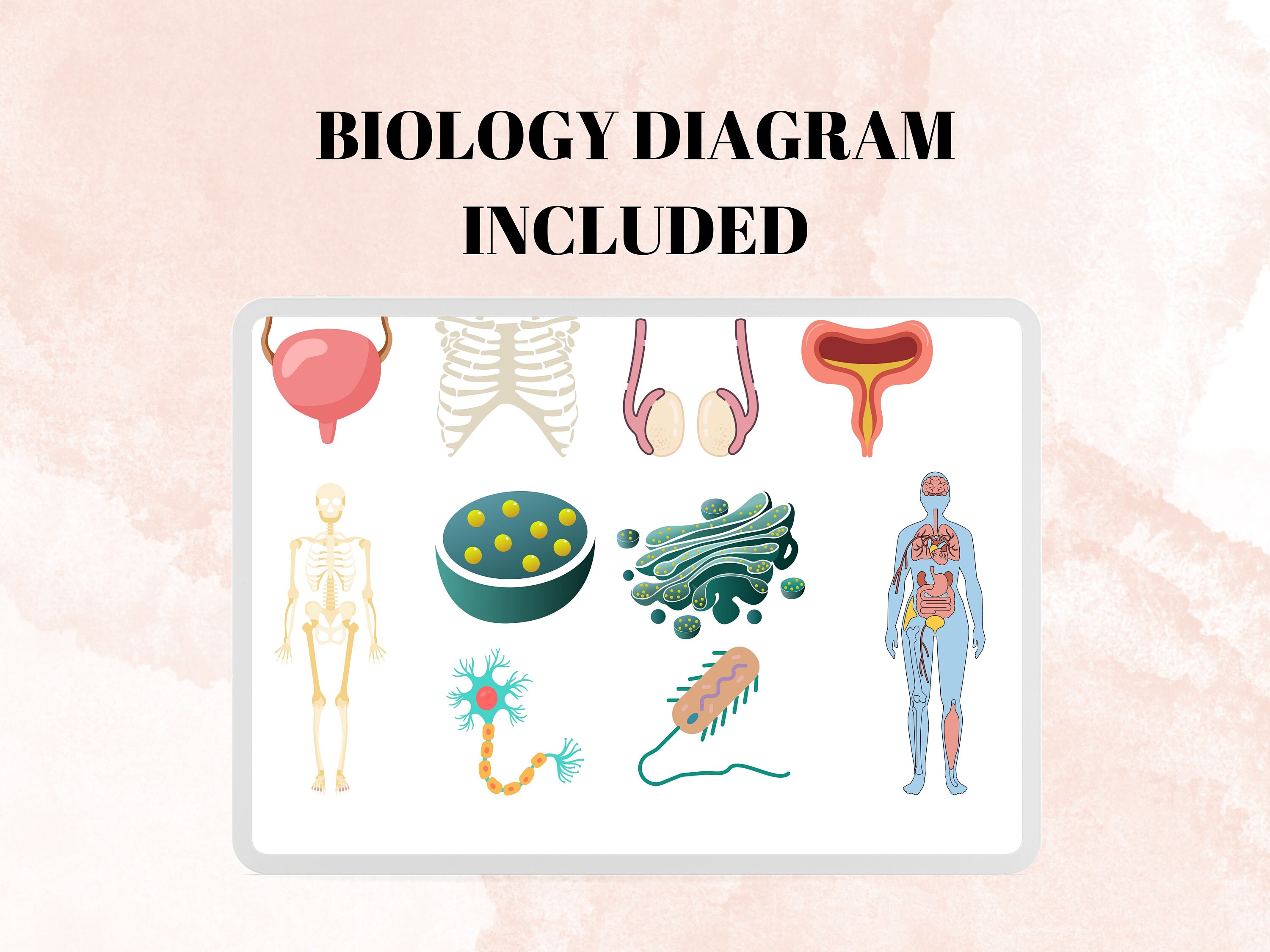Biology & Anatomy Digital Stickers Hand-drawn iPad Goodnotes, PNG File ...