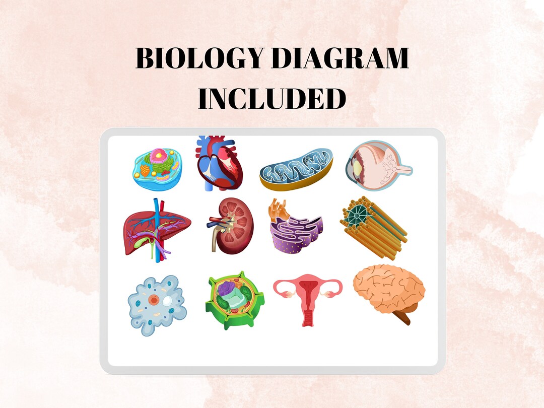 Biology & Anatomy Digital Stickers Hand-drawn iPad Goodnotes, PNG File ...