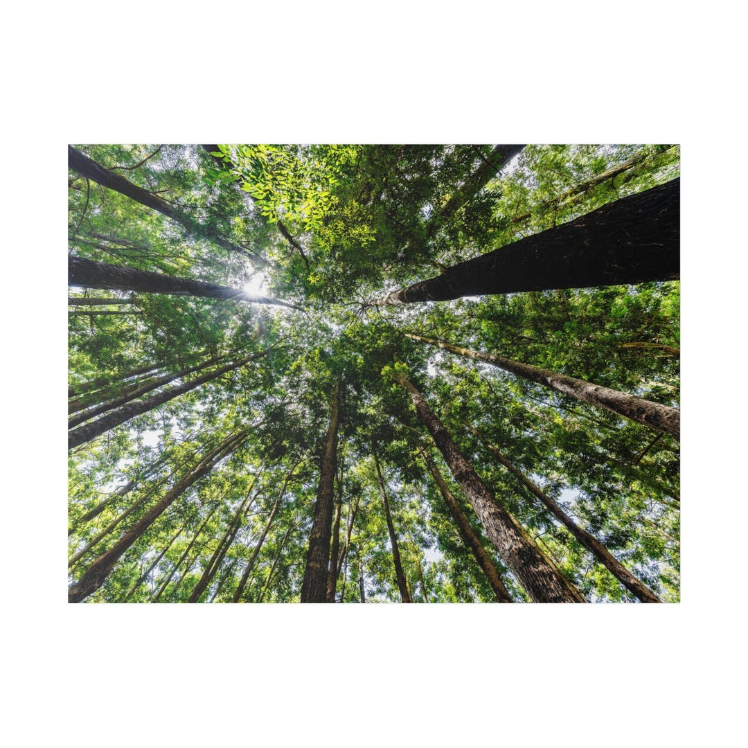 Sri Lankan Rainforest Canopy, Photography on Matte Canvas - Etsy