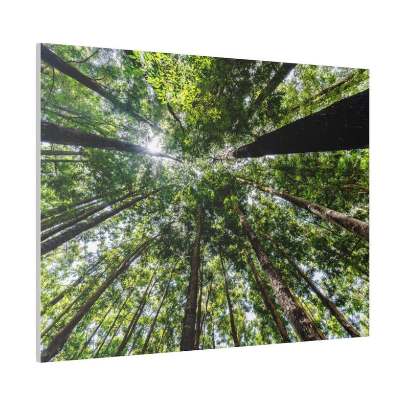 Sri Lankan Rainforest Canopy, Photography on Matte Canvas - Etsy