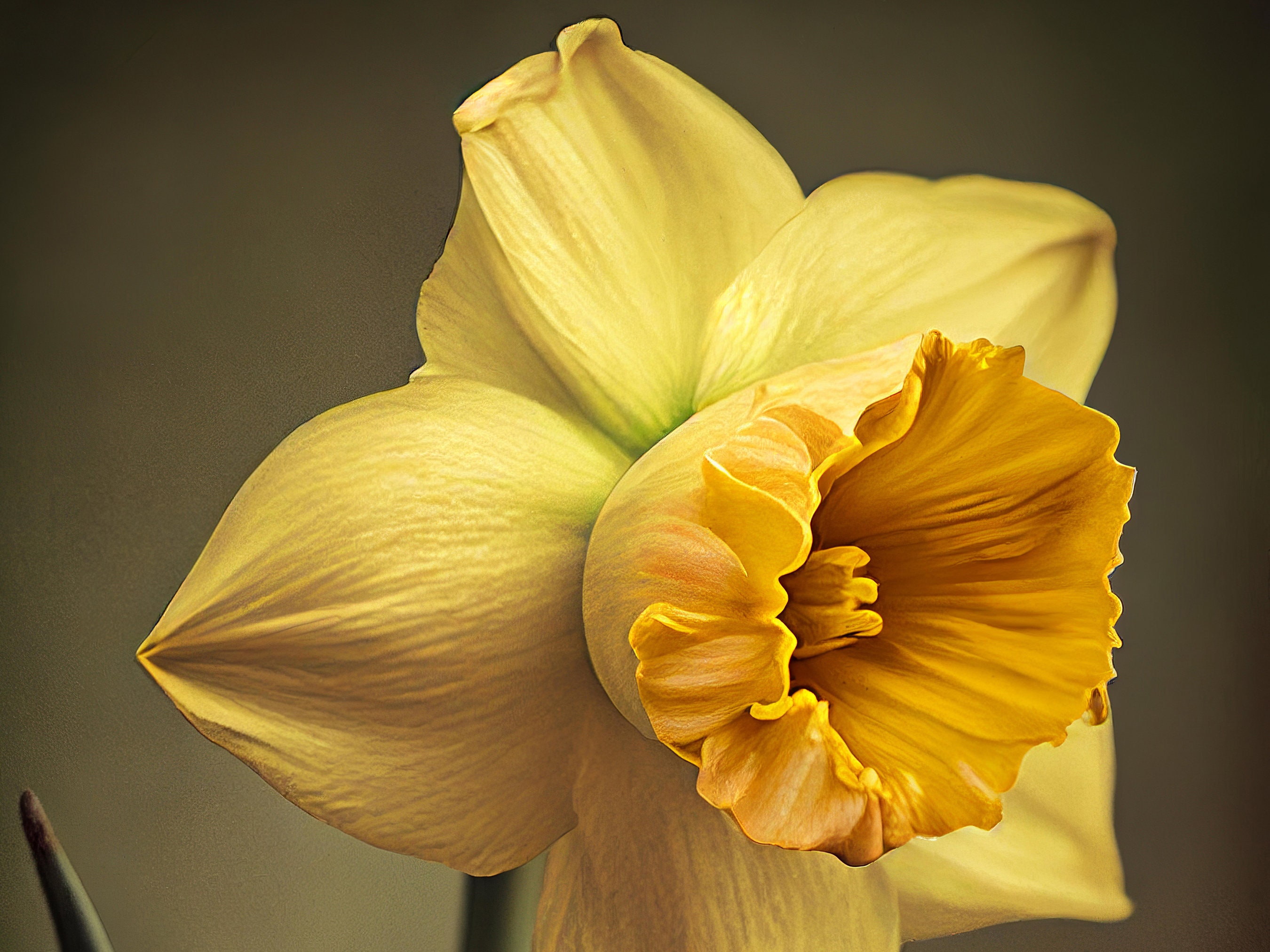 Set of 3 Daffodils Flower Art Print A2/A3/A4/A5/A6 DIGITAL DOWNLOAD ...