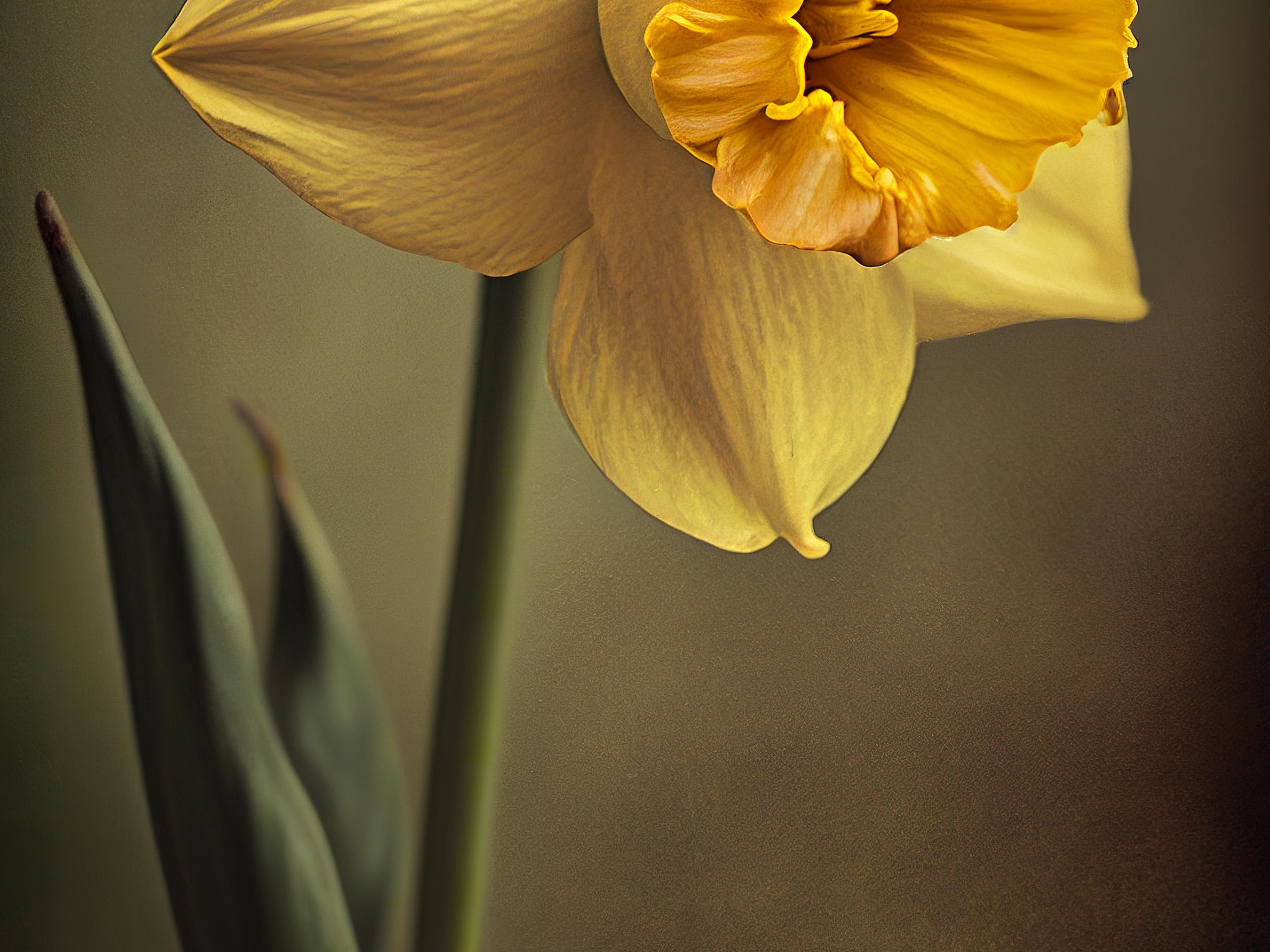 Set of 3 Daffodils Flower Art Print A2/A3/A4/A5/A6 DIGITAL - Etsy