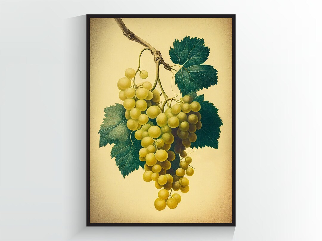 Green Grapes - Vintage Fruit Print - A2/A3/A4/A5/A6 DIGITAL DOWNLOAD ...