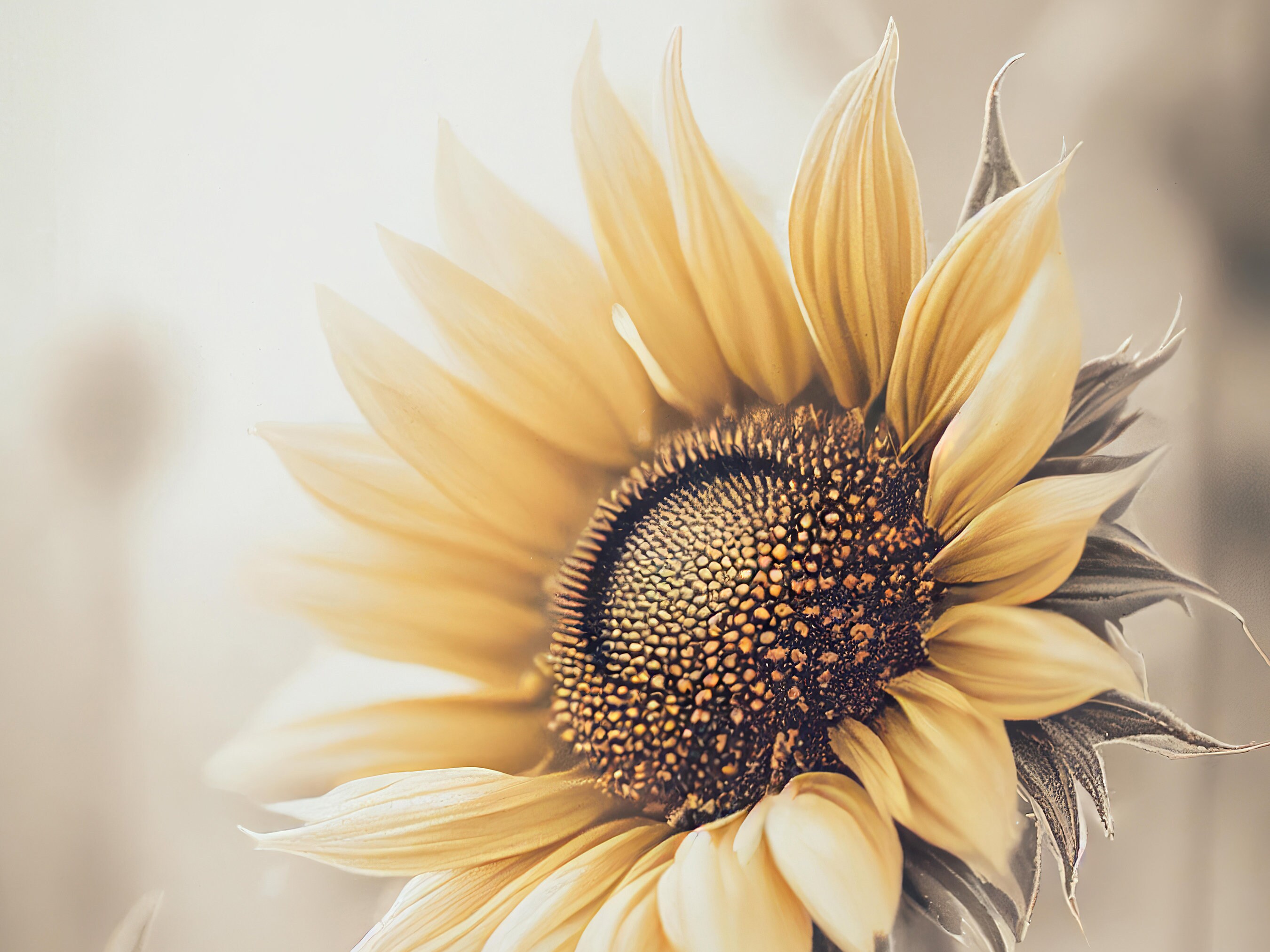 Sunflower Close up Flower Art Print A2/A3/A4/A5/A6 DIGITAL - Etsy