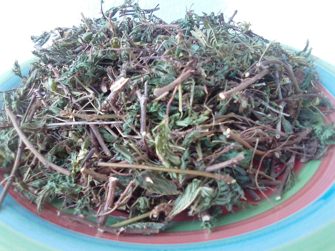 3.5oz Shama Macka ( Mimosa Pudica) (coarse) - Etsy