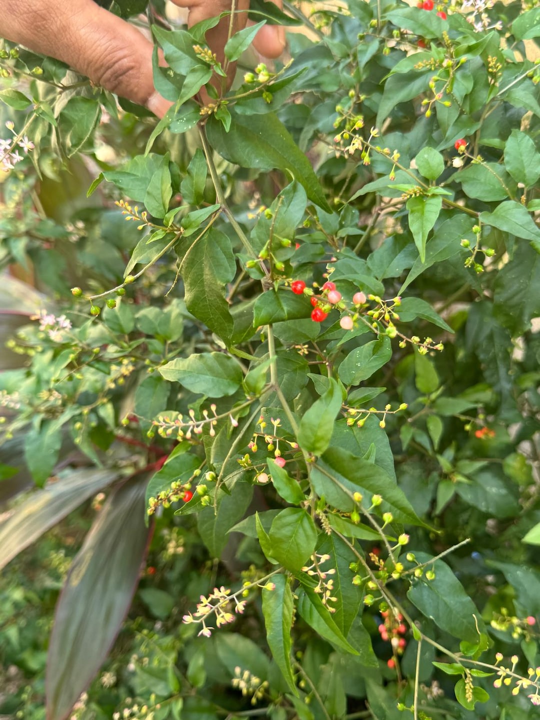 4oz Jamaican Dog Blood Bush Bush(coarse ) - Etsy