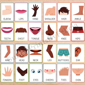 Partes del cuerpo Flashcards, Descarga digital - Etsy México