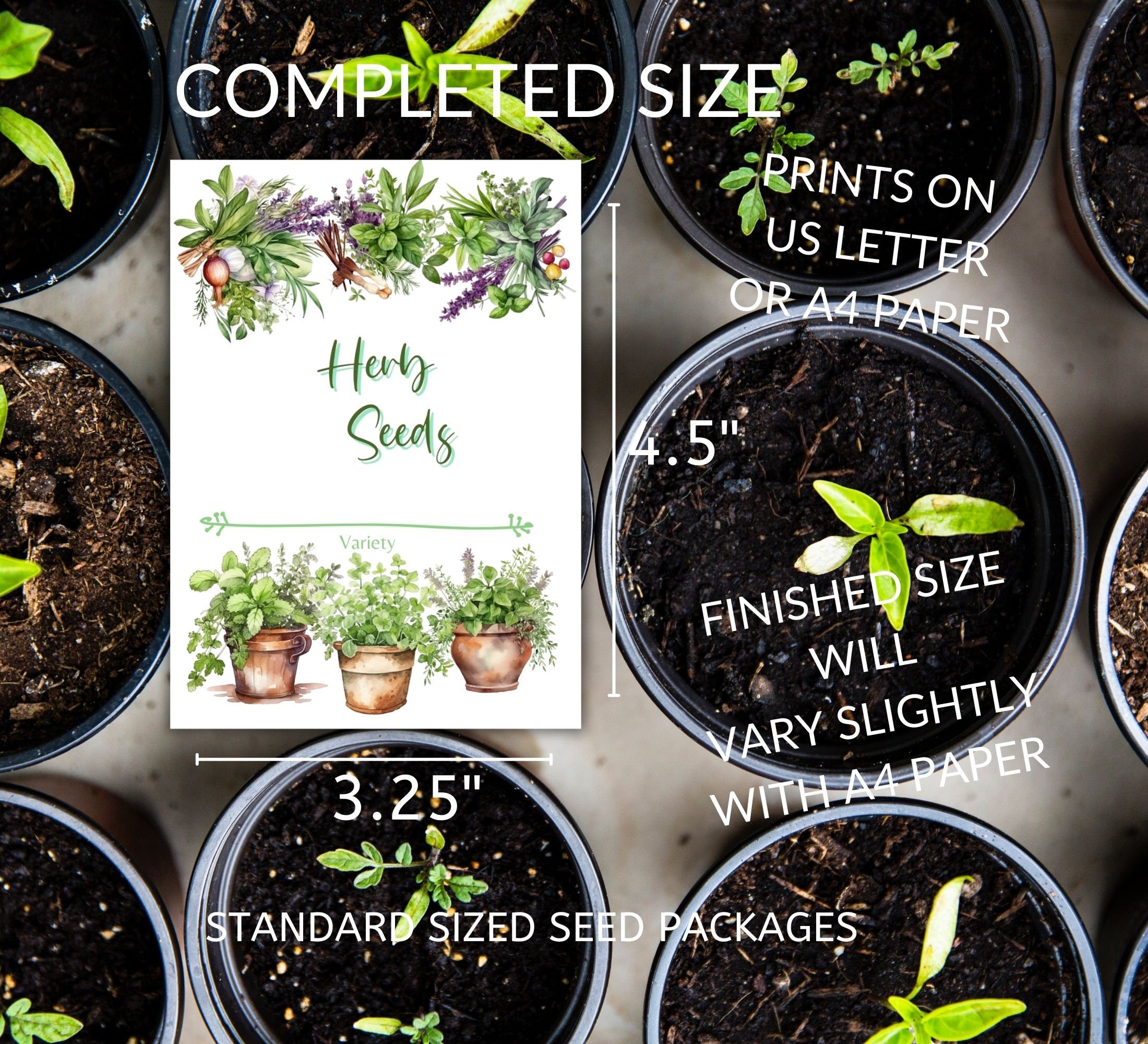 DIY Watercolour Herb Seed Packet Printable PDF, Instant Download, A4 US ...