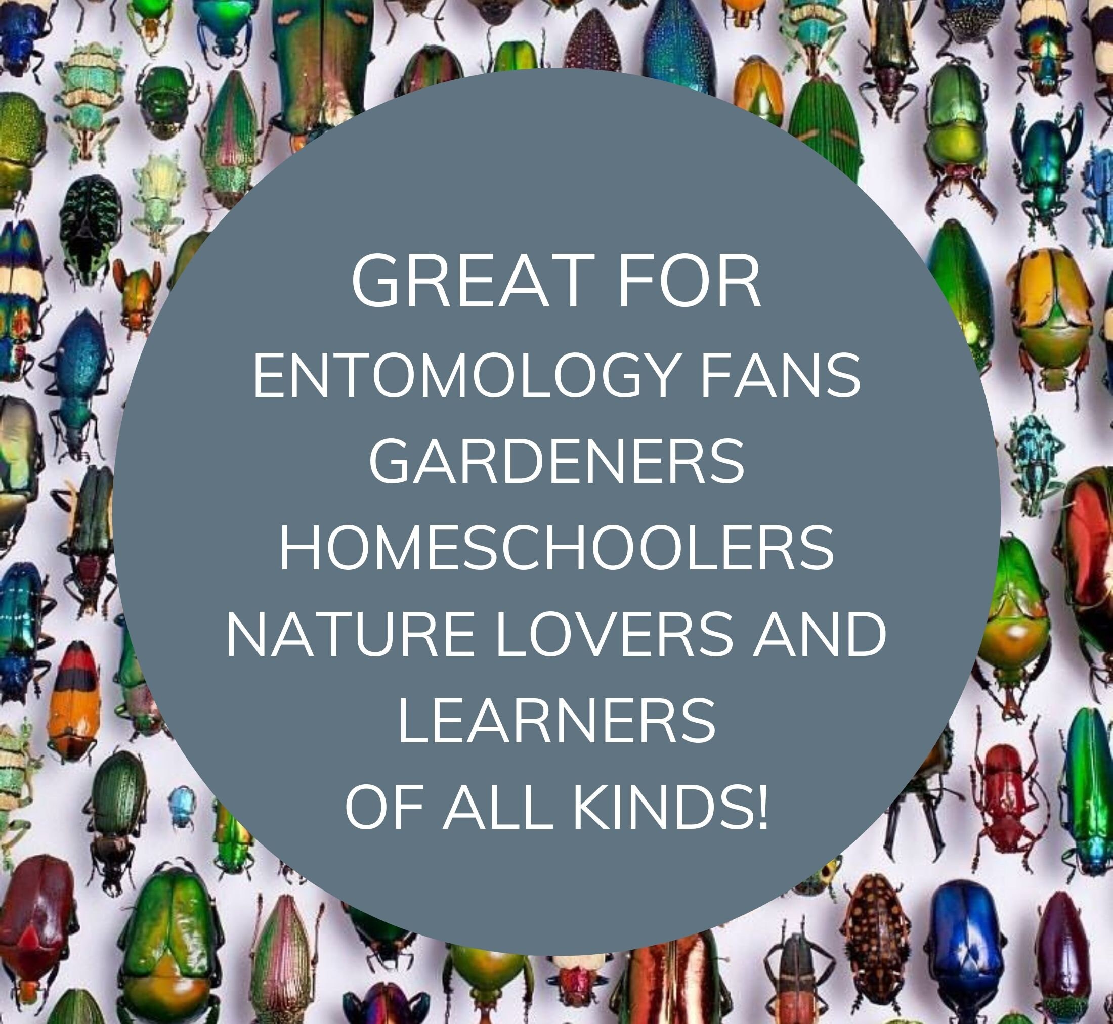 Insect Profile Printable: Entomology Studies, Science Biology (PDF ...