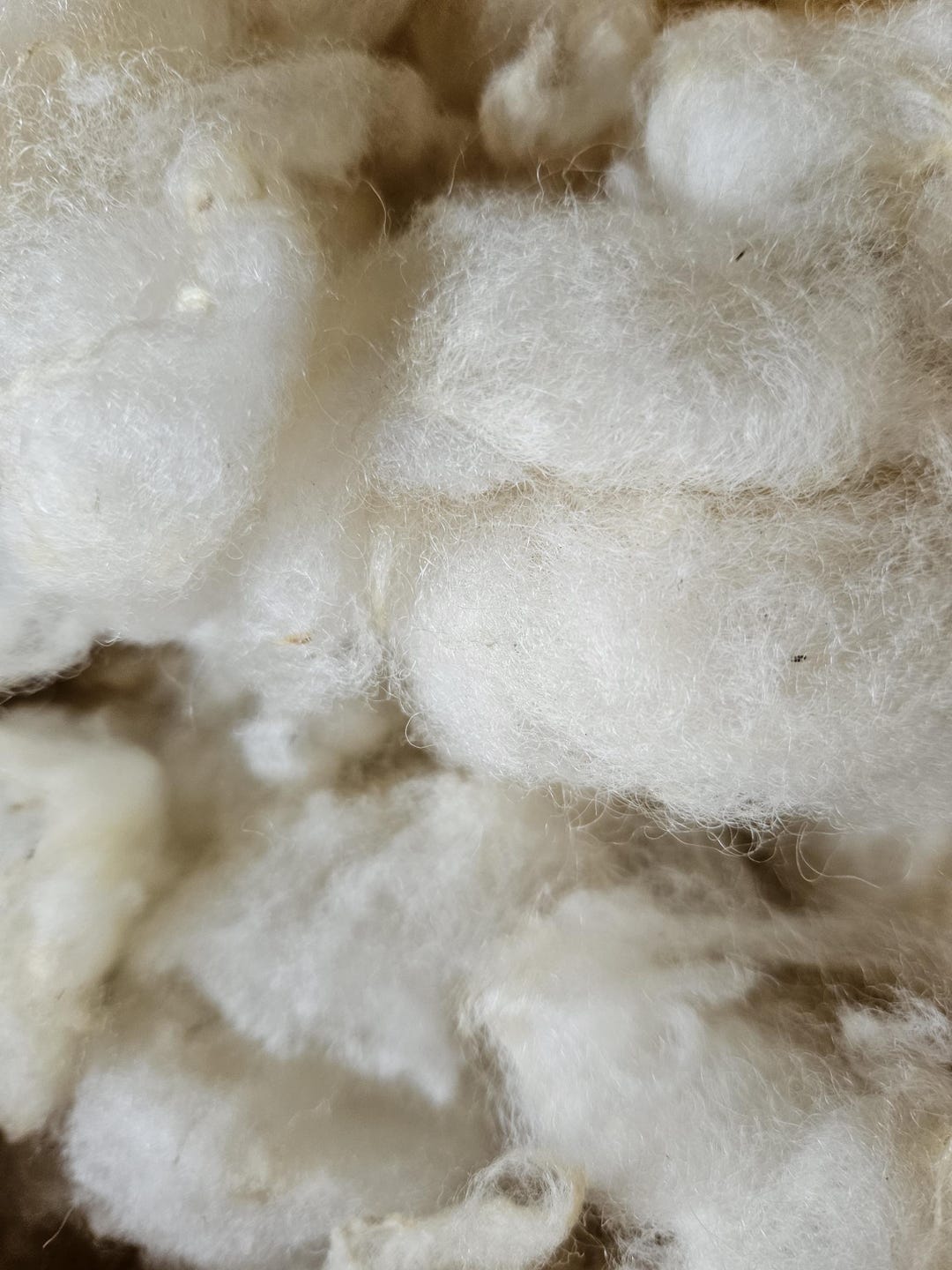 Washed Sheep's Wool, Merino Wool, Raw Wool, Spinning Fibres, Coburger ...