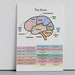 Human Brain Poster Anatomy Print Decor Medical Print Neurology ...