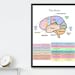 Human Brain Poster Anatomy Print Decor Medical Print Neurology ...
