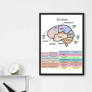 Human Brain Poster Anatomy Print Decor Medical Print Neurology ...