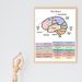 Human Brain Poster Anatomy Print Decor Medical Print Neurology ...