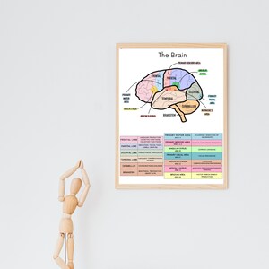 Human Brain Poster Anatomy Print Decor Medical Print Neurology ...