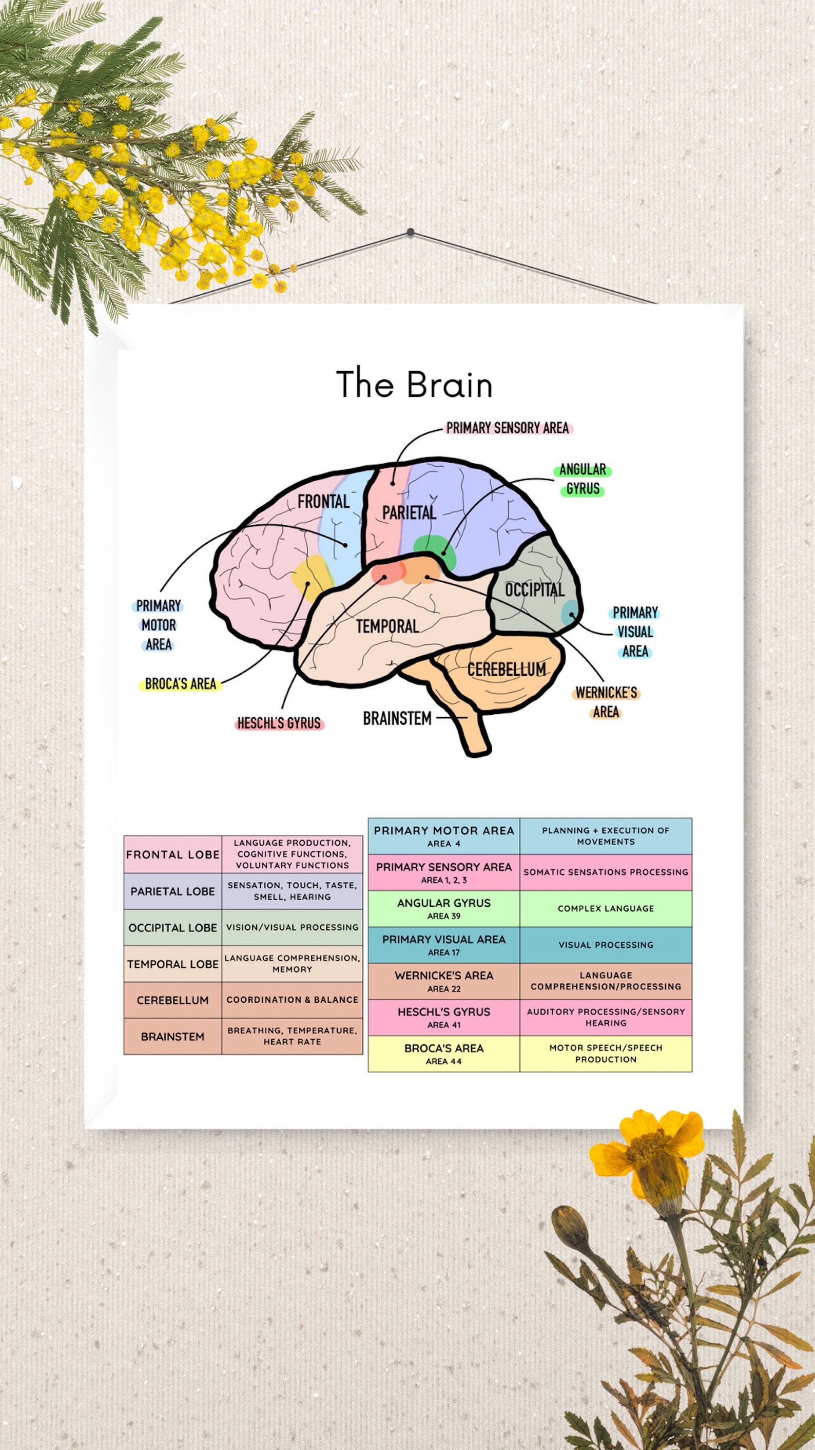 Human Brain Poster Anatomy Print Decor Medical Print Neurology ...