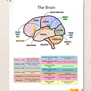 Human Brain Poster Anatomy Print Decor Medical Print Neurology ...